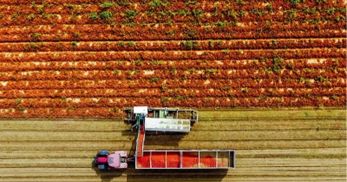 Pomodoro in stallo: ancora ferma la trattativa con l'industria per il ...
